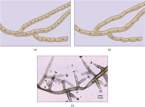 Characteristics Of Fungi Introductory Biology Evolutionary And Ecological Perspectives