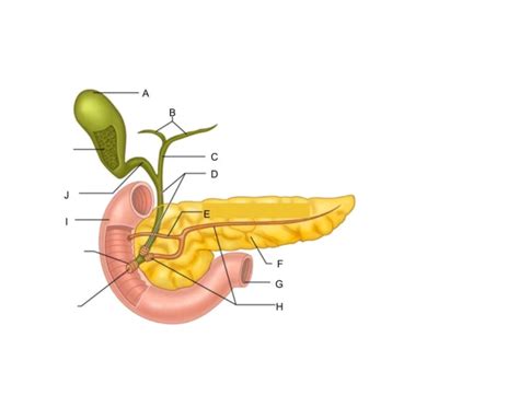 Duodenum Gallbladder Pancreas Labeling Quiz
