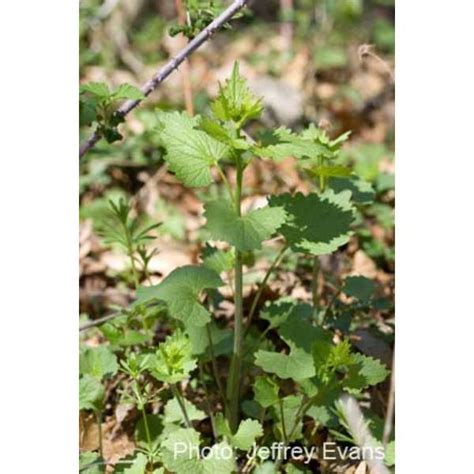 Garlic Mustard Images Integrated Pest Management
