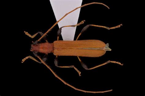 Insect Minoh City