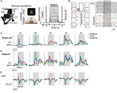 Figure 1 From Visual And Vestibular Selectivity For Self Motion In