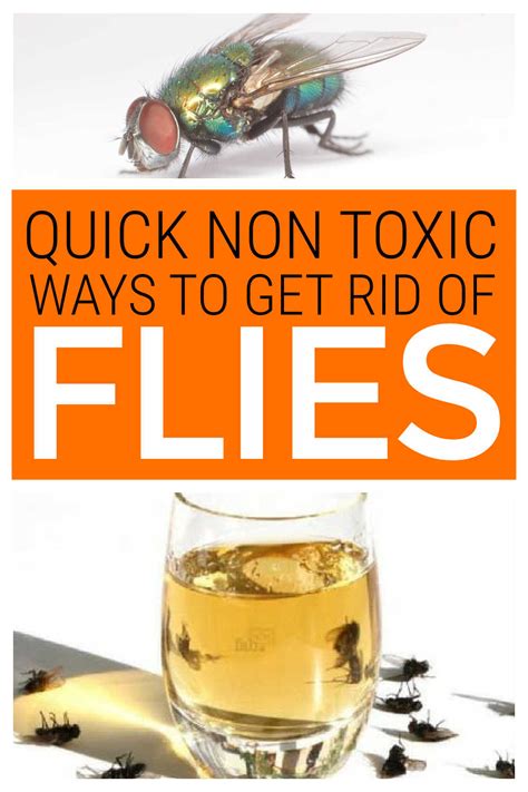 Get Rid Of Flies