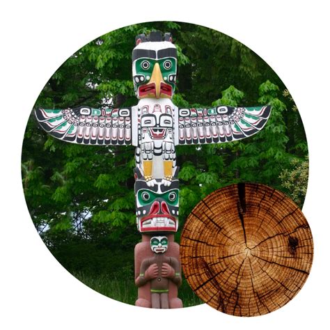 History And Benefits Of Cedar