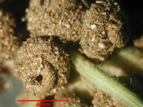 Insects Of Yavapai County Ua Cooperative Extension