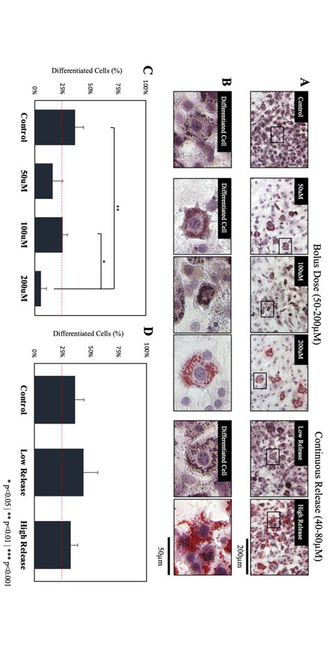 6 Differentiation Behavior Of 3t3 1l Adipocytes When Previously Download Scientific Diagram