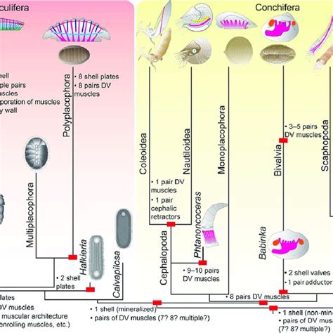 Pdf The Evolution Of Molluscs
