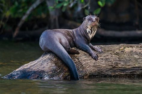 Giant River Otter Size Giant Otter Chester Zoo Animals
