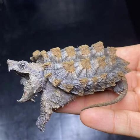 Alligator Snapping Turtle Macrochelys Temminckii Happyforeststore