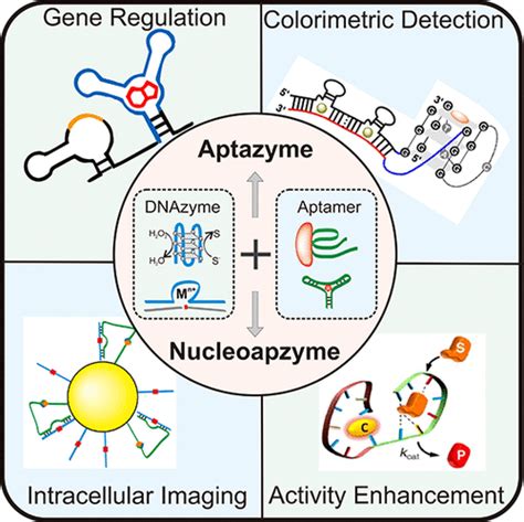 Catalytic Nucleic Acids For Bioanalysis Acs Applied Bio Materials