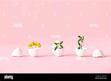 Flowers In Eggshell On Pink Background Symbolism Concept Creative Art