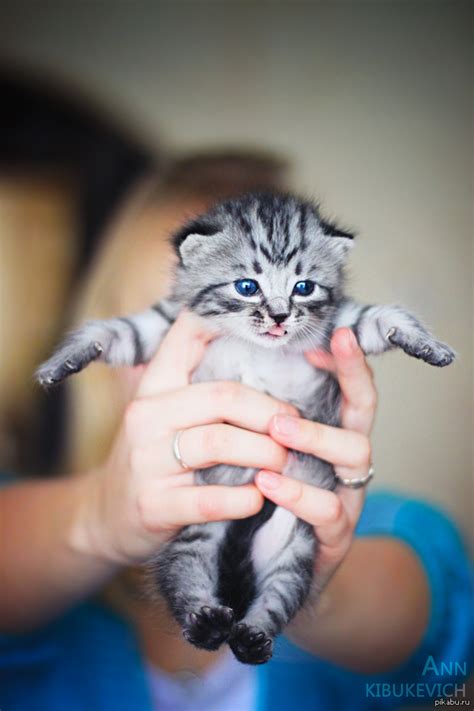 Котенок Пикабу