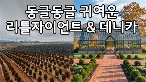 관리가 필요없는 둥근서양측백♧♧리틀자이언트and데니카 Youtube