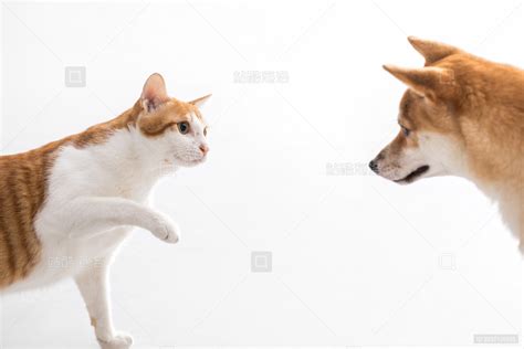 初次见面的一只橘猫伸手和柴犬打招呼站酷海洛正版图片视频字体音乐素材交易平台站酷旗下品牌