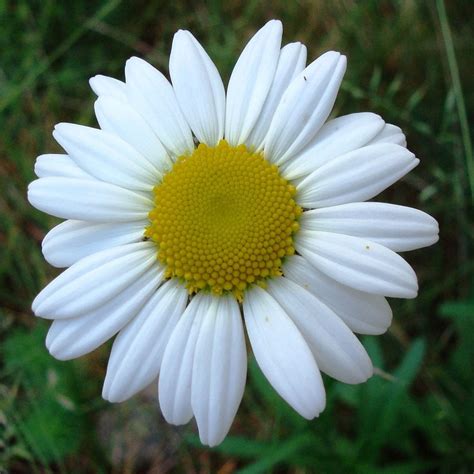 Where To Plant Oxeye Daisy At Rose Thyer Blog