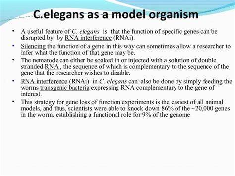 C Elegans Genome Life Cycle And Model Organism