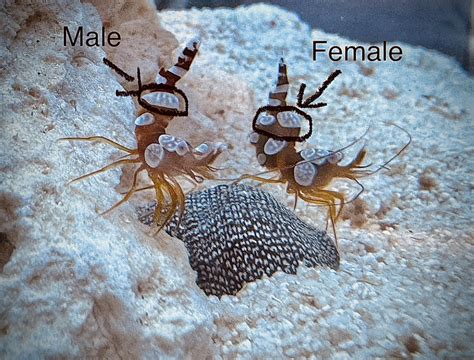 Sexy Shrimp Gender Identification Rshrimptank