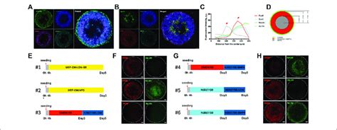 Effect Of Bmp And Wnt Signaling On Neural Ectoderm Patterning A D Download Scientific