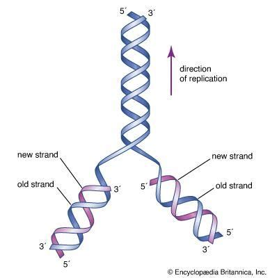Genetics Dna Structure Gene Mapping Genetic Code Britannica