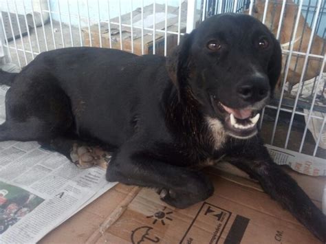 G1 Cão é Baleado Cinco Vezes Durante Troca De Tiros Na Zona Norte Do