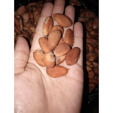 Jual Biji Coklat Kakao Asli Dari Wonogiri 1kg Shopee Indonesia