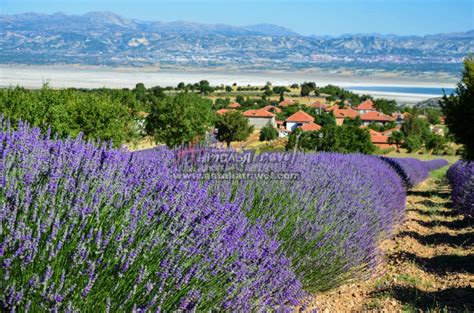 Поле лаванды Множество фото