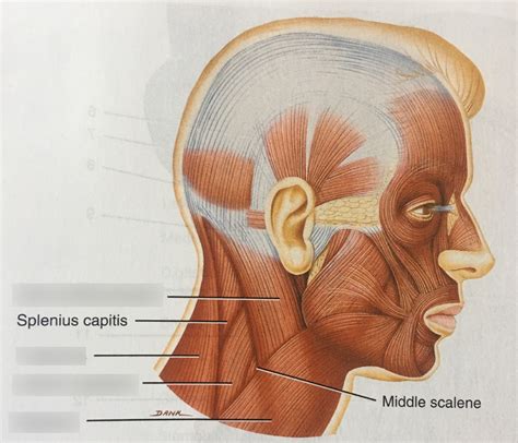 Muscles Neck Lateral Superficial View Diagram Quizlet
