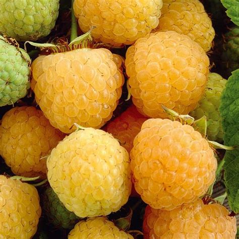 Raspberry All Gold 247plants