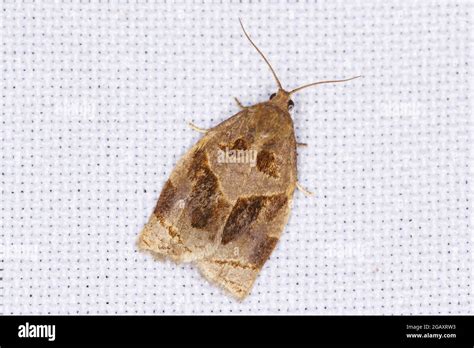 Moth Of Archips Rosana Cacoecia The Rose Tortrix Tortricidae The