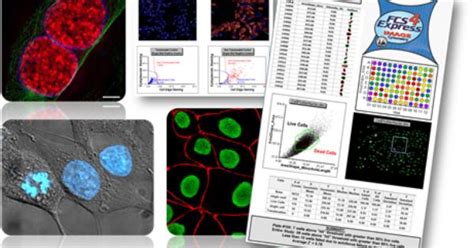 Flow Cytometry Results Analysis Neomi Garmon