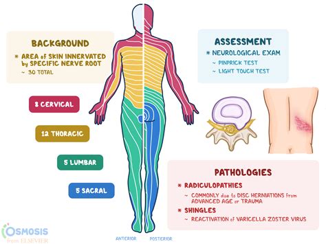 Dermatomes What Are They Related Diseases And More Osmosis Dermatomes