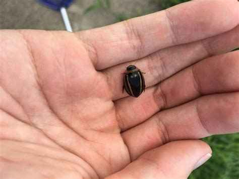 Hydaticus Bowringii · Naturalista Colombia