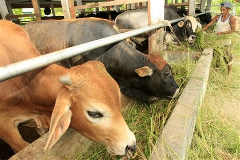 Paling Gokil Gambar Sapi Lagi Makan Rumput