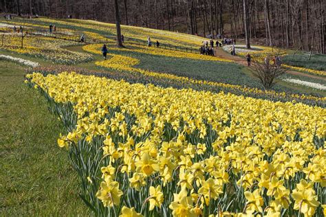 Daffodils A Waterfall And A National Park — Going On A New Adventure