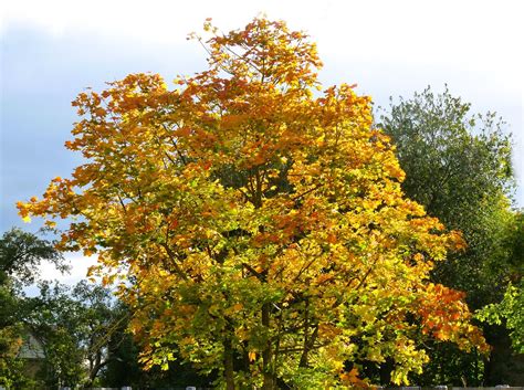 Tree Deciduous Maple Free Photo On Pixabay Pixabay