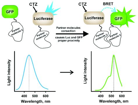 General Principle Of The Bret Based Analytical Systems Download Scientific Diagram