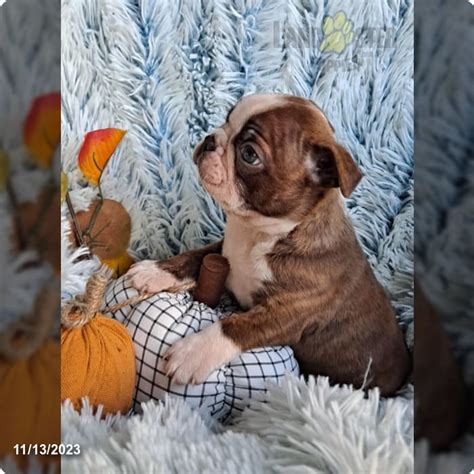 Isaac Yoder Lancaster Puppies