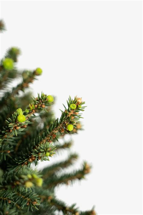Little Gem Norway Spruce Tree Form For Sale Online The Tree Center