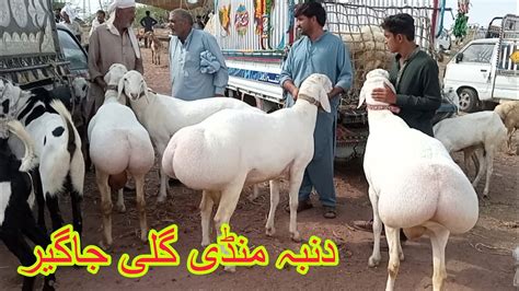 Eid Ul Adha Qurbani Dumba