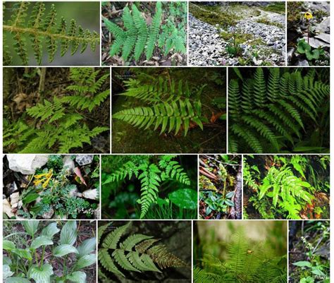 Dryopteris Komarovii