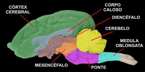 Qué pasa en el cerebro de tu perro cuando te ve
