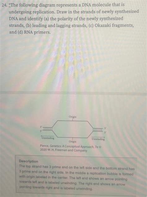 Solved 24 The Following Diagram Represents A DNA Molecule Chegg