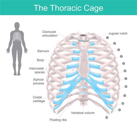 La Cage Thoracique Illustration De Vecteur Illustration Du Procédé