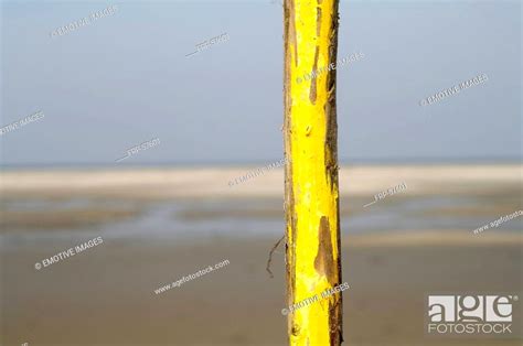 Yellow Pale Stock Photo Picture And Royalty Free Image Pic FRP Agefotostock