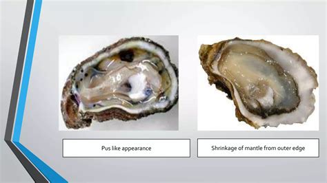 Shell Fish Parasitic Disease Pptx