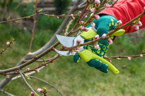 Tree Pruning Services In Darwin Nt Rv Tree Care