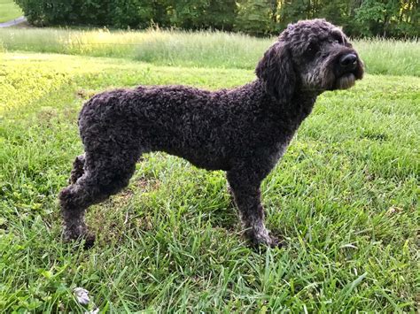 Double R Peezee Lg Toy Sm Mini Aussiedoodle Female Double R Doodles