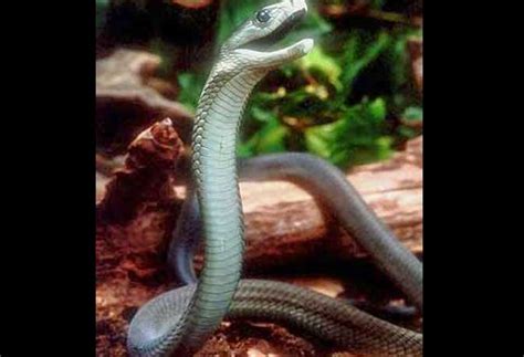 10 Most Venomous Snake Of World ये हैं दुनिया के सबसे खतरनाक 10 सांप