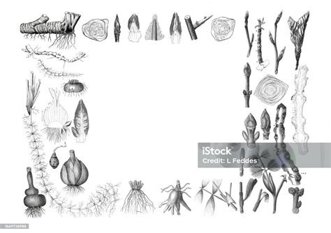새싹과 식물 프레임 모양의 식물 그림입니다 손으로 그린 빈티지 식물 프레임 그림입니다 Elymus Iris Cyclamen