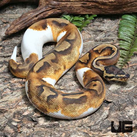 2018 Lavender Albino Spider Ball Python For Sale Underground Reptiles