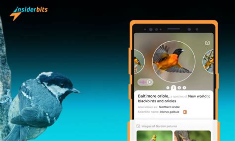 3 Best Bird Identification Apps Insiderbits